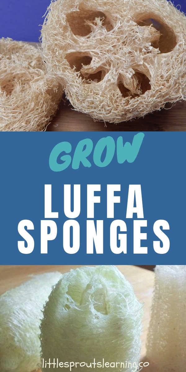 How to Grow Luffa