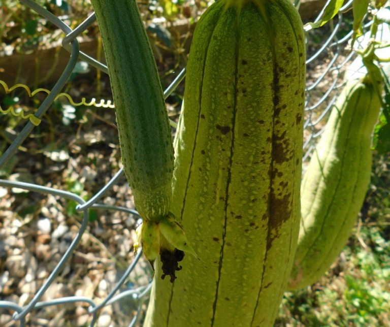 Growing Gourds (Fun and Interesting)-Little Sprouts Learning