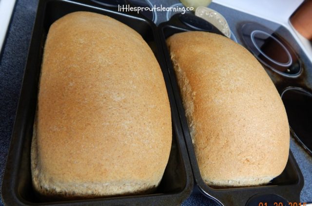How to Grow Wheat in Your Garden and Make Your Own Flour