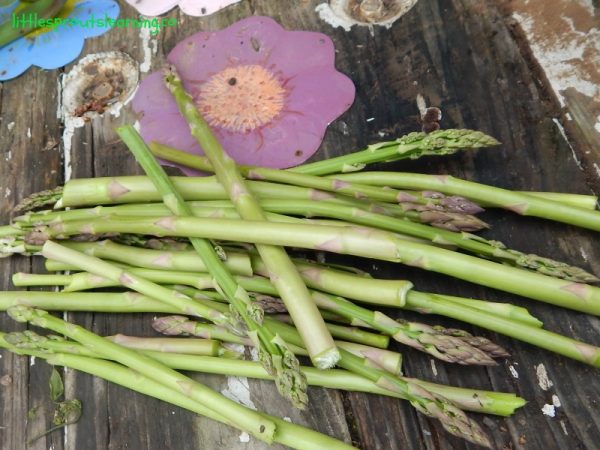 How to Grow Asparagus at Home!-Little Sprouts Learning