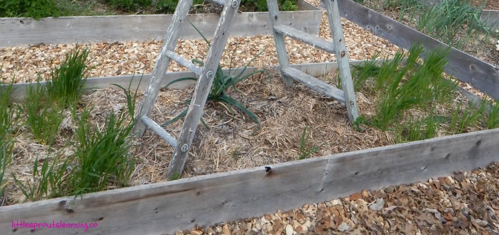 How to Grow Wheat in Your Garden and Make Your Own Flour