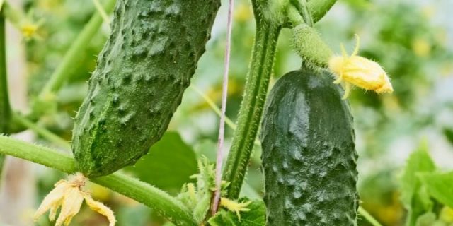 How to Grow Chinese Python Snake Beans