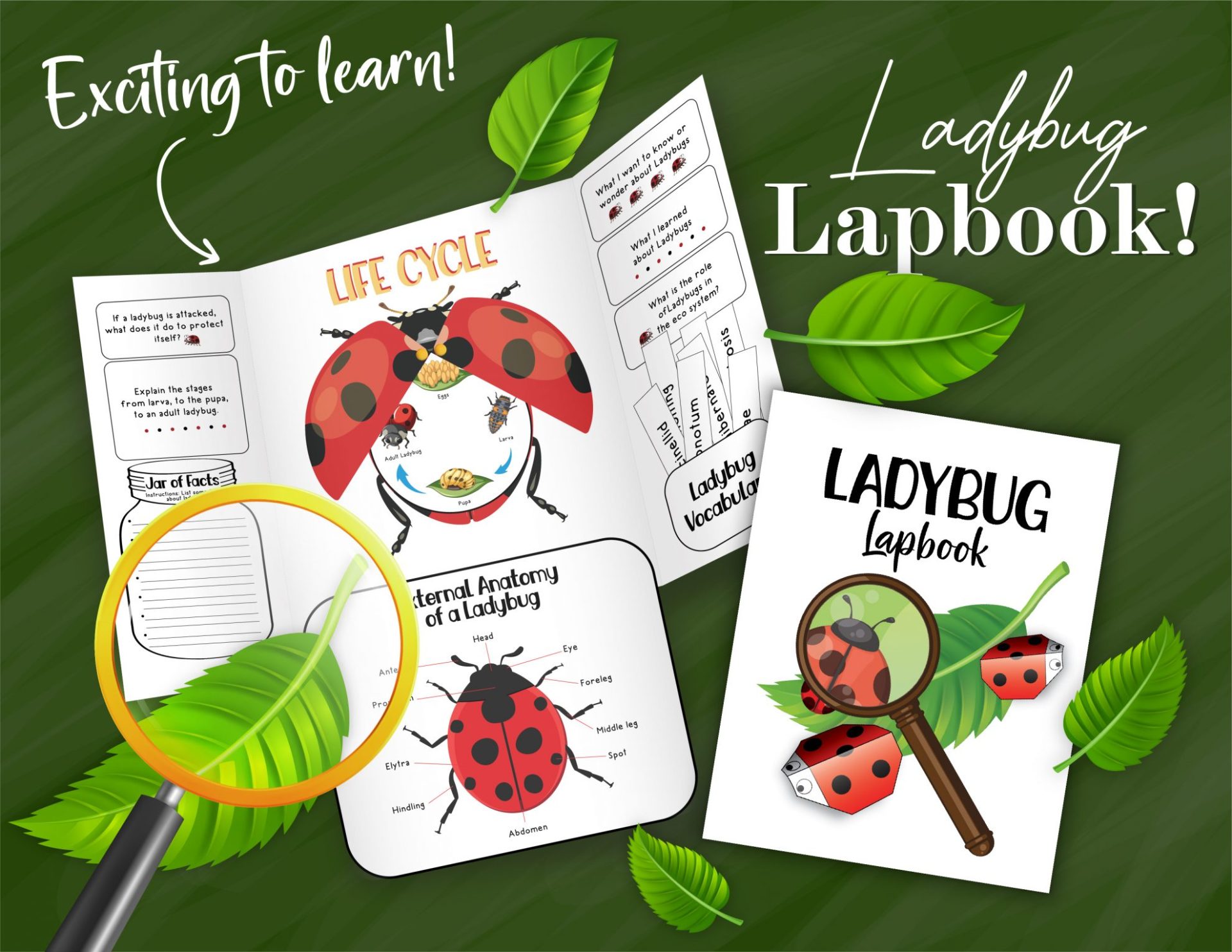 Ladybug Facts For Kids Preschool Ideas