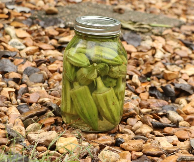 Easy Refrigerator Pickled Okra-Little Sprouts Learning