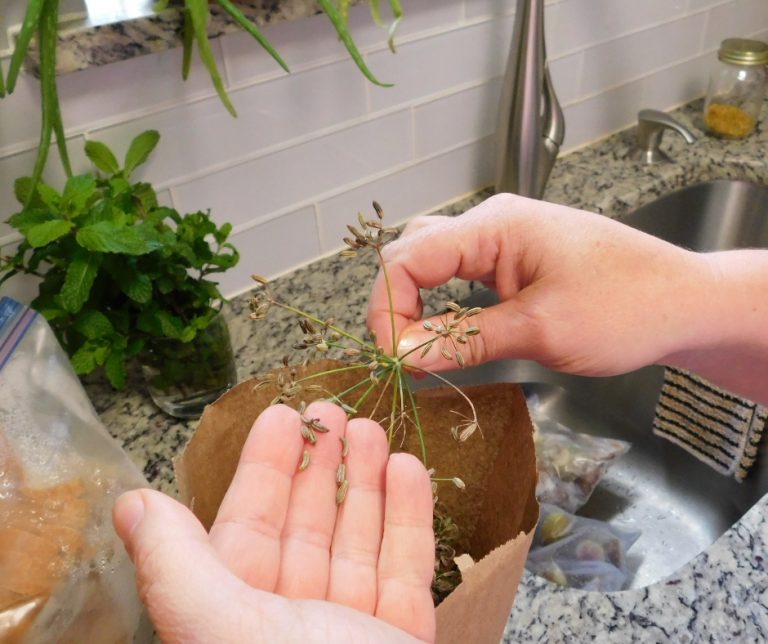 How to Make Ground Fennel Powder at Home-Little Sprouts Learning