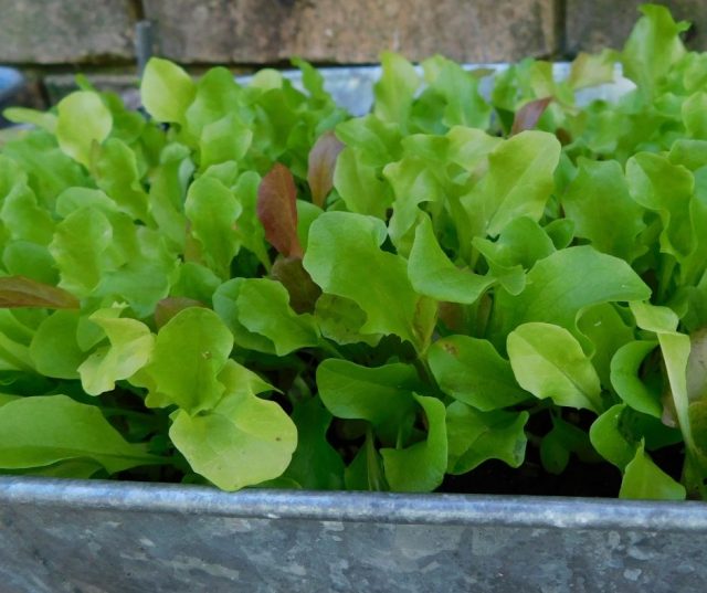 How to Grow Chinese Python Snake Beans