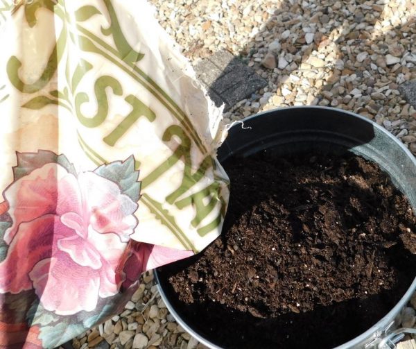 Bucket Gardening 101: How to Grow Food in a Bucket-Little Sprouts
