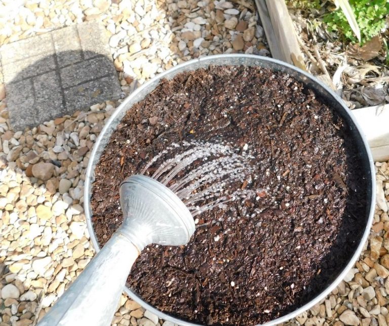 Bucket Gardening 101: How to Grow Food in a Bucket-Little Sprouts