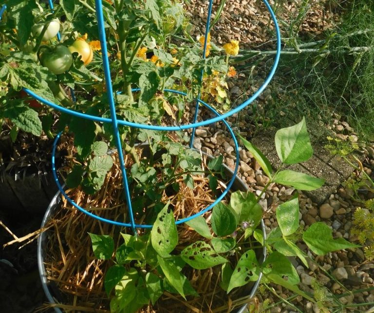 Bucket Gardening 101: How to Grow Food in a Bucket-Little Sprouts