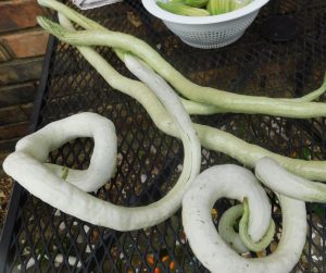 How to Grow Chinese Python Snake Beans