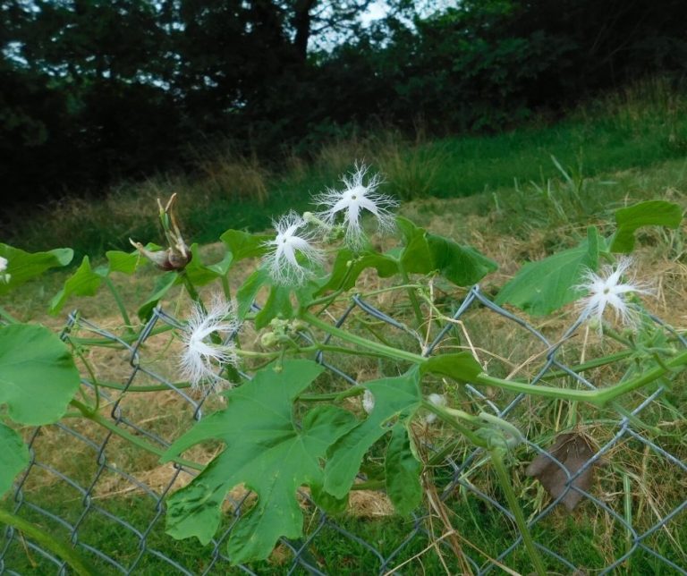 How to Grow Chinese Python Snake Beans
