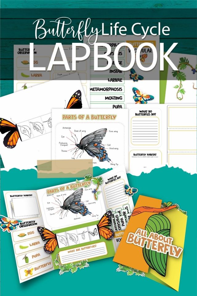 Caterpillar and Butterfly Theme for Preschool-Little Sprouts Learning