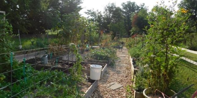 10 Easy Steps to Planting your First Vegetable Garden