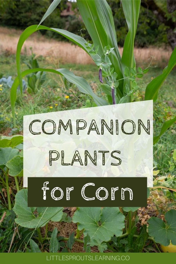 Companion Plants for Corn-Little Sprouts Learning