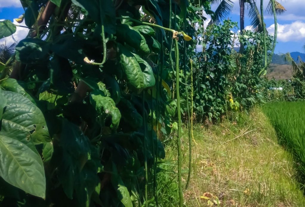 Growing Snake Beans-Little Sprouts Learning