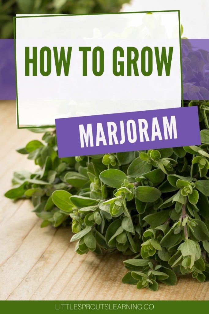How to Grow Marjoram-Little Sprouts Learning
