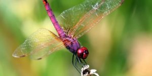 Dragonfly Facts for Kids-Little Sprouts Learning