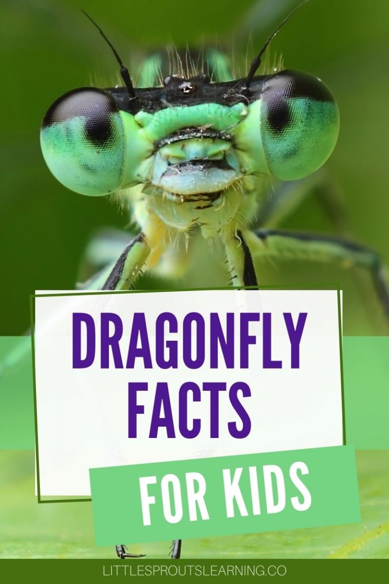 Dragonfly Facts for Kids-Little Sprouts Learning