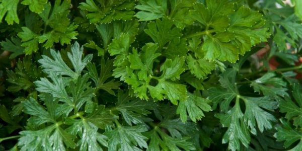 How to Grow Italian Parsley-Little Sprouts Learning