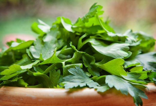 How to Grow Italian Parsley-Little Sprouts Learning