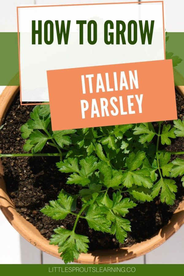 How to Grow Italian Parsley-Little Sprouts Learning