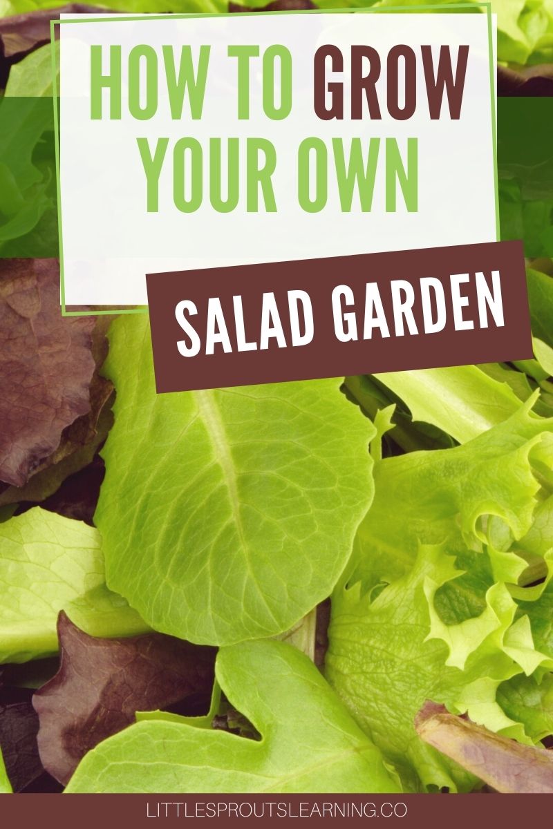 How to Grow Your Own Salad Garden-Little Sprouts Learning