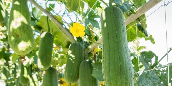 Growing Gourds (Fun and Interesting)-Little Sprouts Learning
