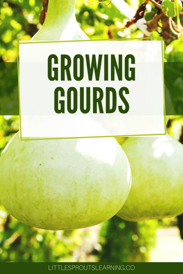 Growing Gourds (Fun and Interesting)-Little Sprouts Learning