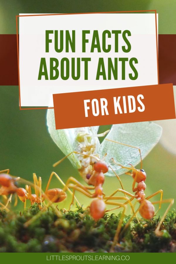 Fun Facts About Ants for Kids-Little Sprouts Learning