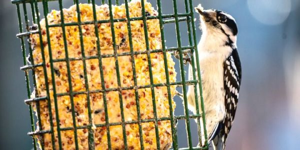 How to Make Bird Suet Cakes-Little Sprouts Learning