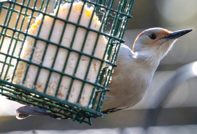 How to Make Bird Suet Cakes-Little Sprouts Learning