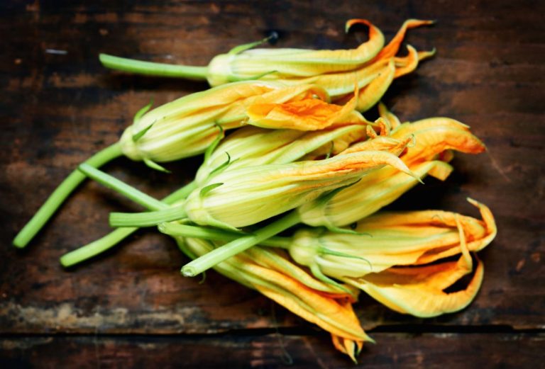 How to Pollinate Squash by Hand-Little Sprouts Learning