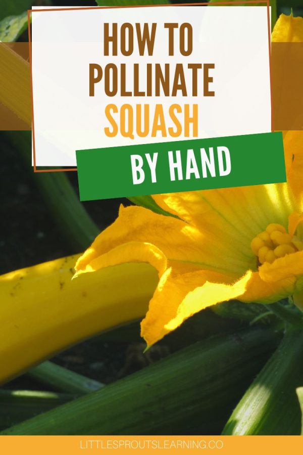How to Pollinate Squash by Hand-Little Sprouts Learning