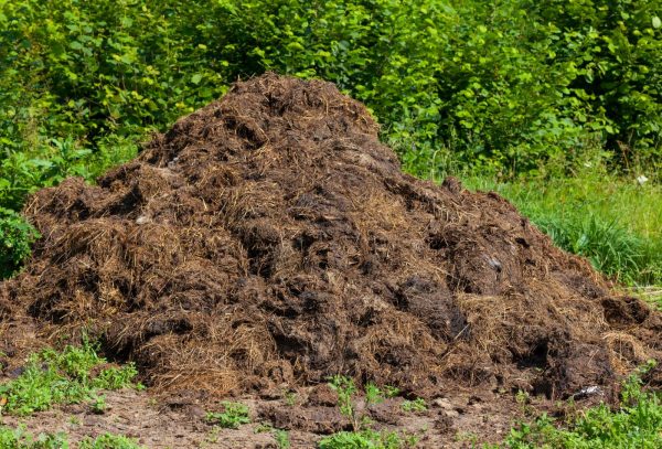 How to Make and Use Manure Tea in Your Garden-Little Sprouts