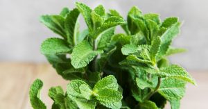 What to Do with Excess Mint-Little Sprouts Learning