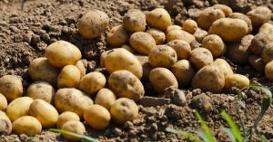 What to Do with Excess Potatoes from the Garden-Little Sprouts