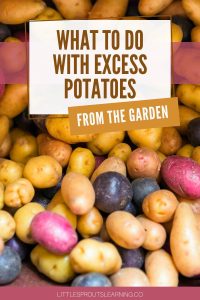 What to Do with Excess Potatoes from the Garden-Little Sprouts