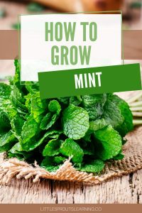 How to Grow Mint-Little Sprouts Learning