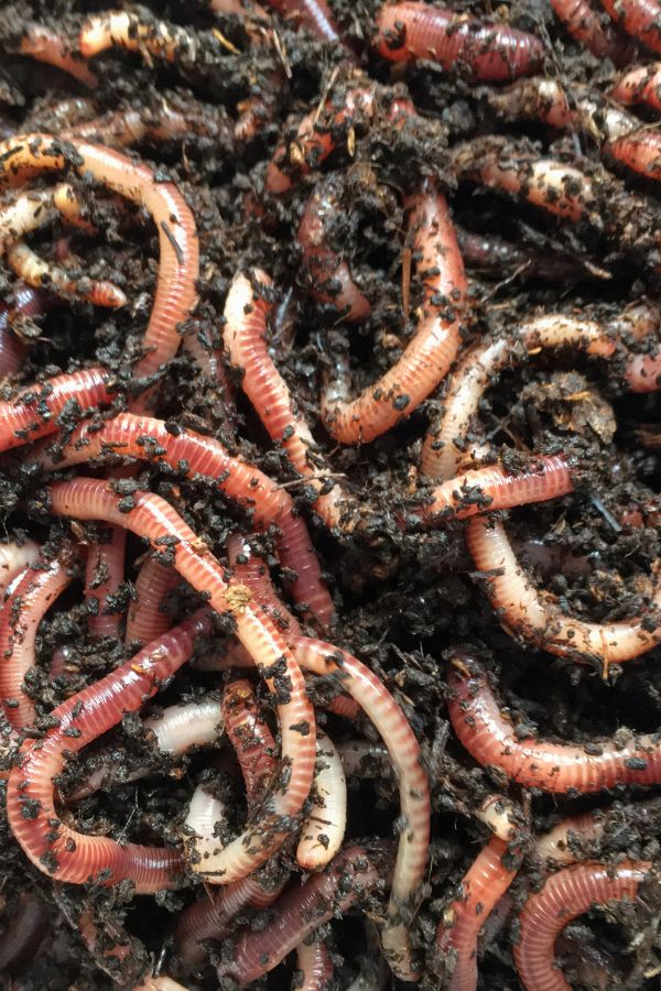 25 Rainy Day Garden Activities-Little Sprouts Learning