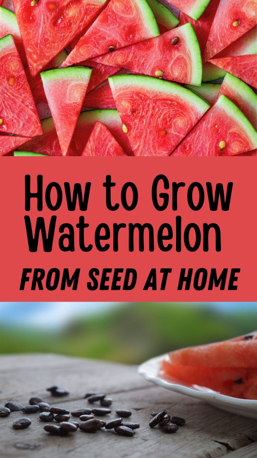 How to Grow Watermelon (From Seed at Home)