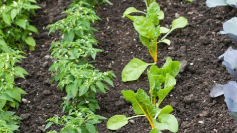 Vegetable Garden Plant Spacing Guide Archives - Little Sprouts Learning