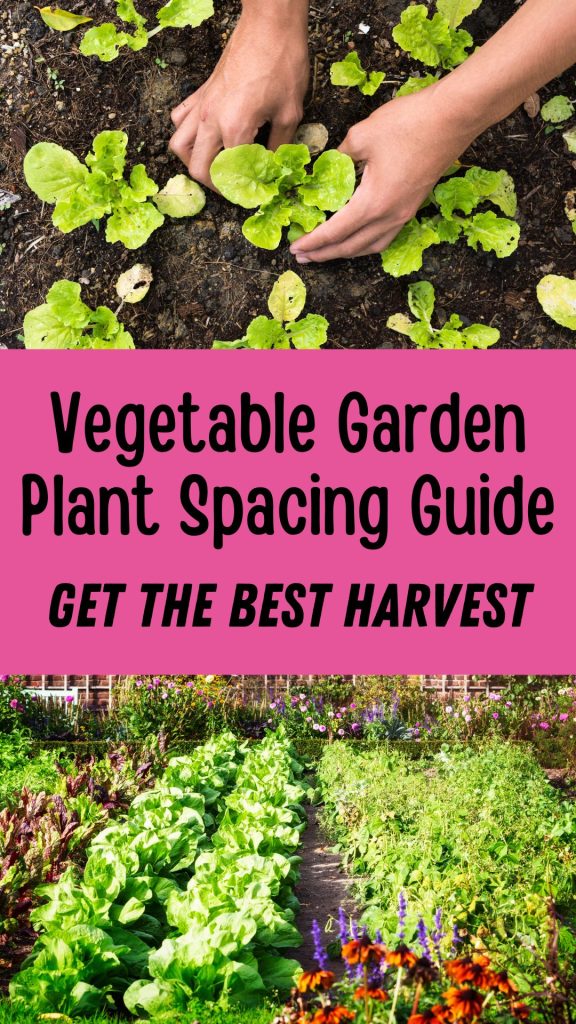 Vegetable Garden Plant Spacing Guide-Little Sprouts Learning