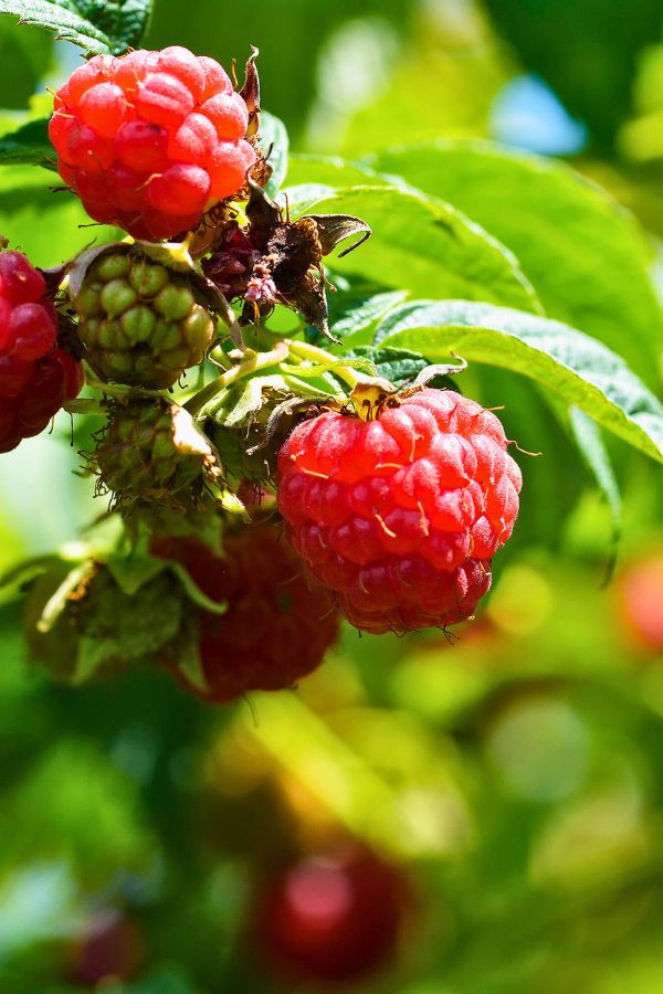 How to Winterize Raspberry Bushes in Your Garden