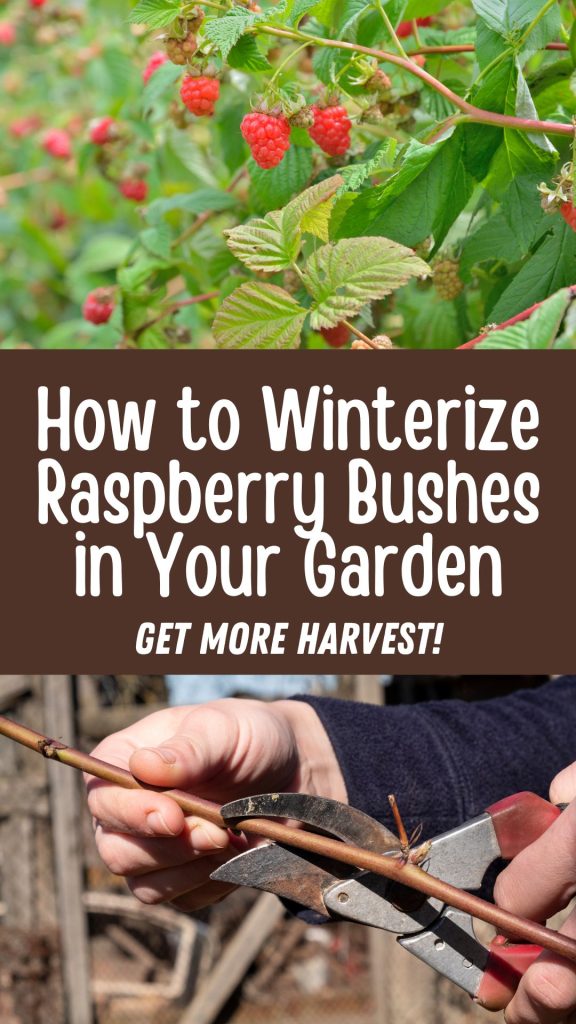 How to Winterize Raspberry Bushes in Your Garden