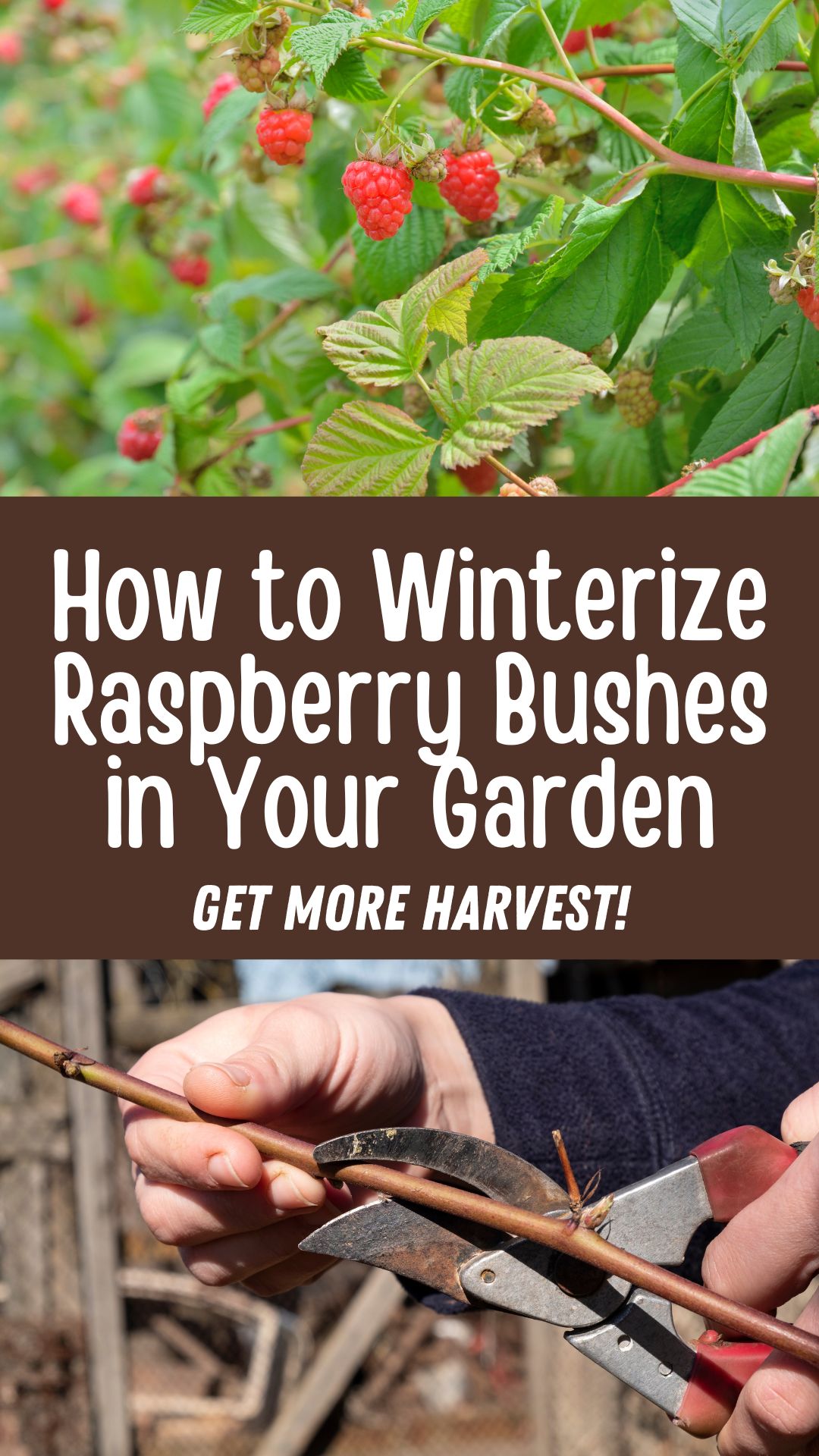 How to Winterize Raspberry Bushes in Your Garden