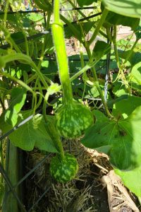 How to Grow Long Handled Dipper Gourds