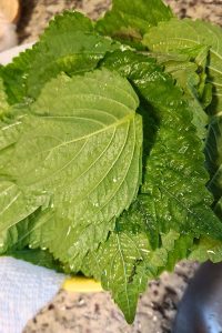 How to Grow Korean Perilla Leaves from Seeds