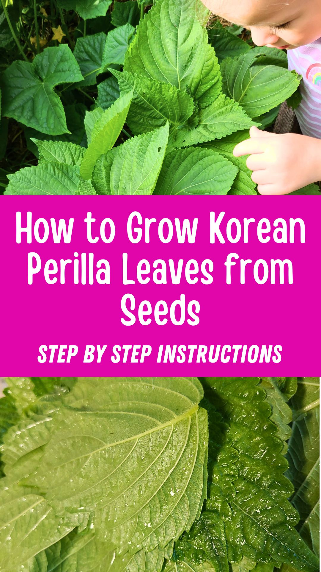 How to Grow Korean Perilla Leaves from Seeds