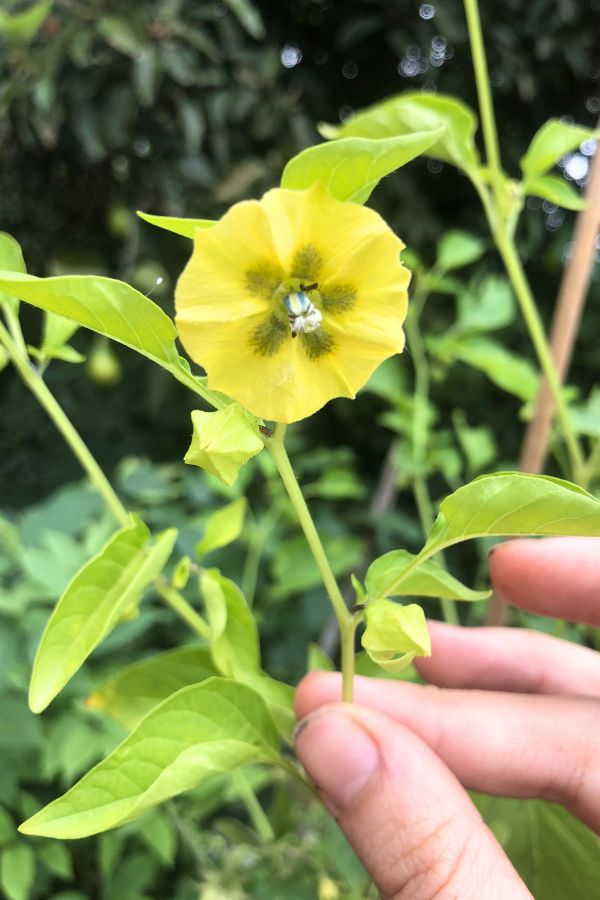 How to Grow Tomatillos in Containers