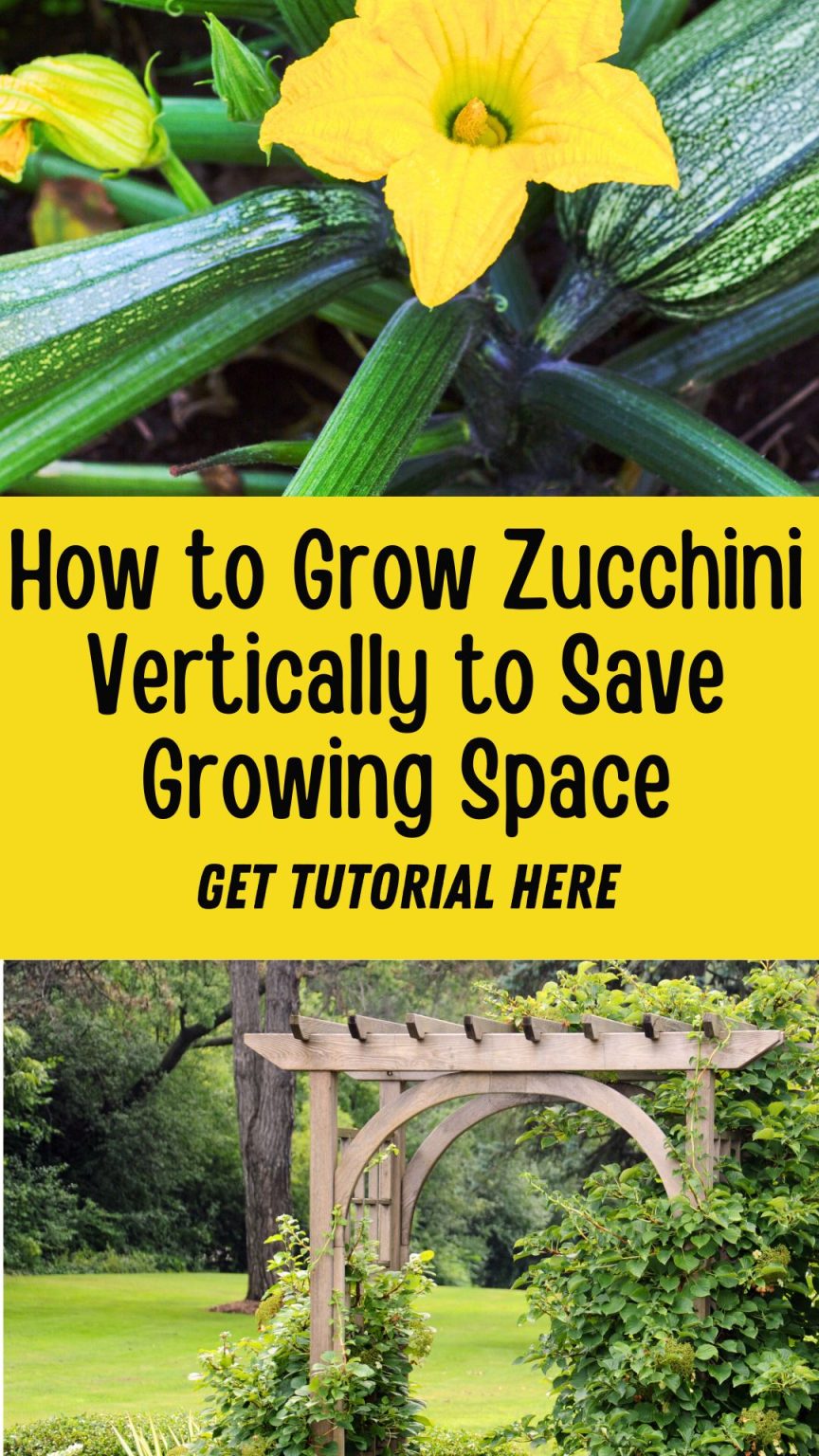 How to Grow Zucchini Vertically to Save Growing Space